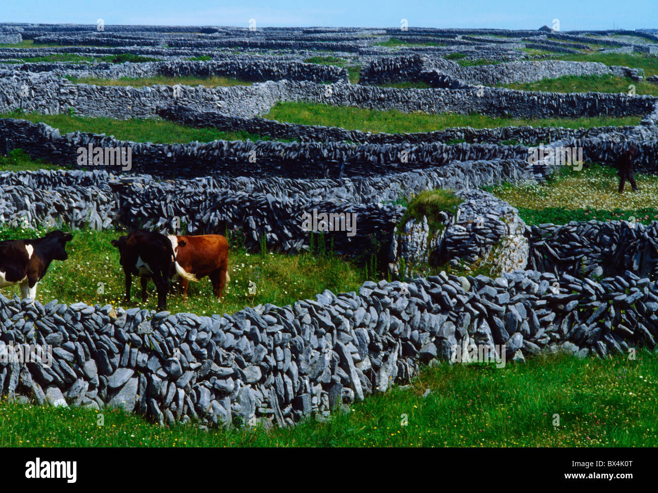 Irish Islands, Aran Islands, Inishmaan Stock Photo - Alamy