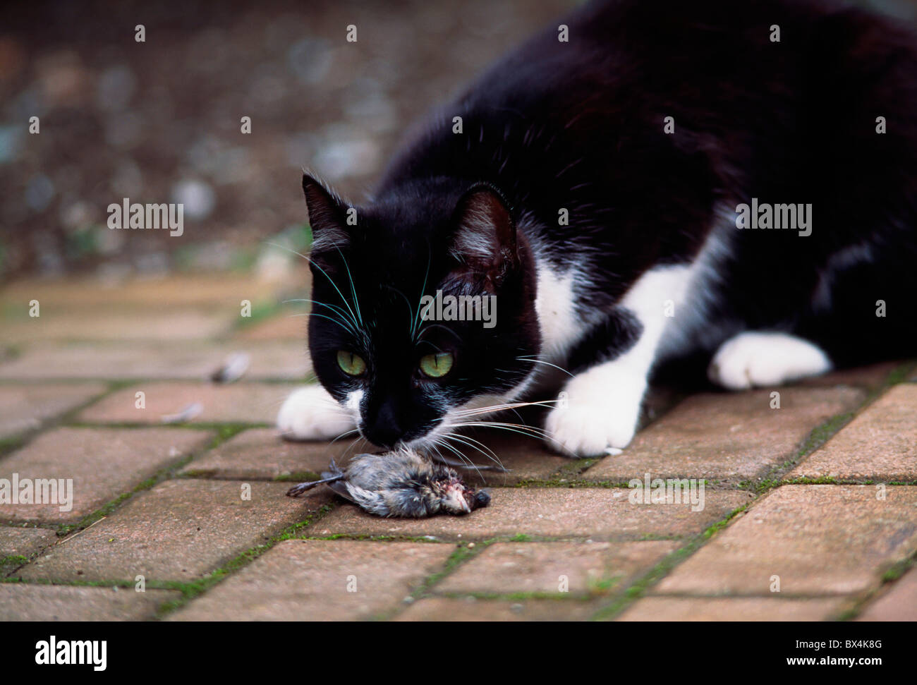 Cat Sniffing A Dead Bird Stock Photo - Alamy