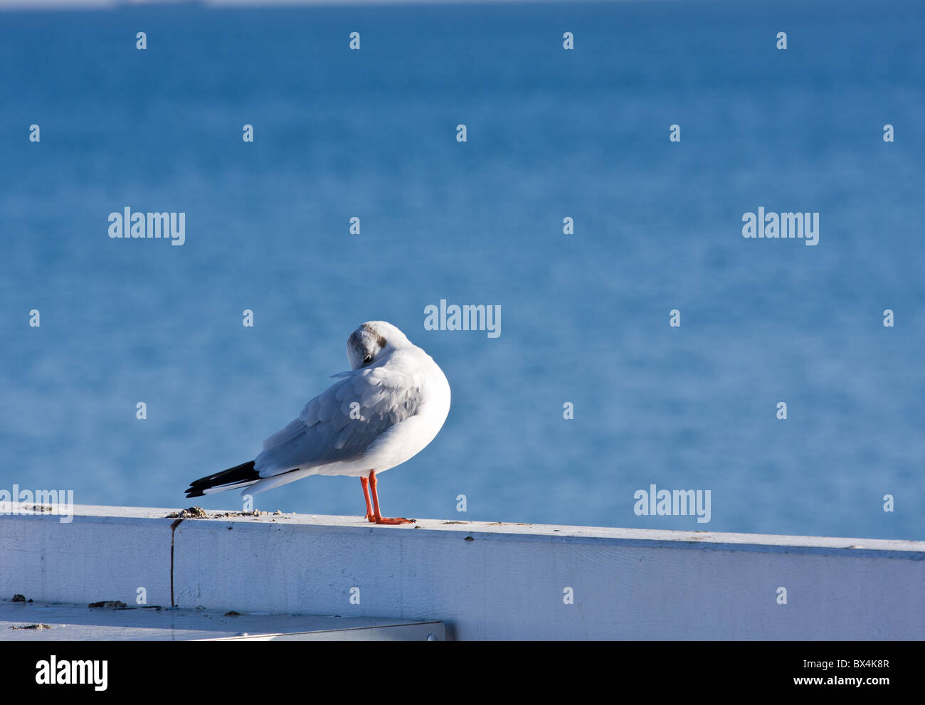 Feeding seaguls hi-res stock photography and images - Alamy