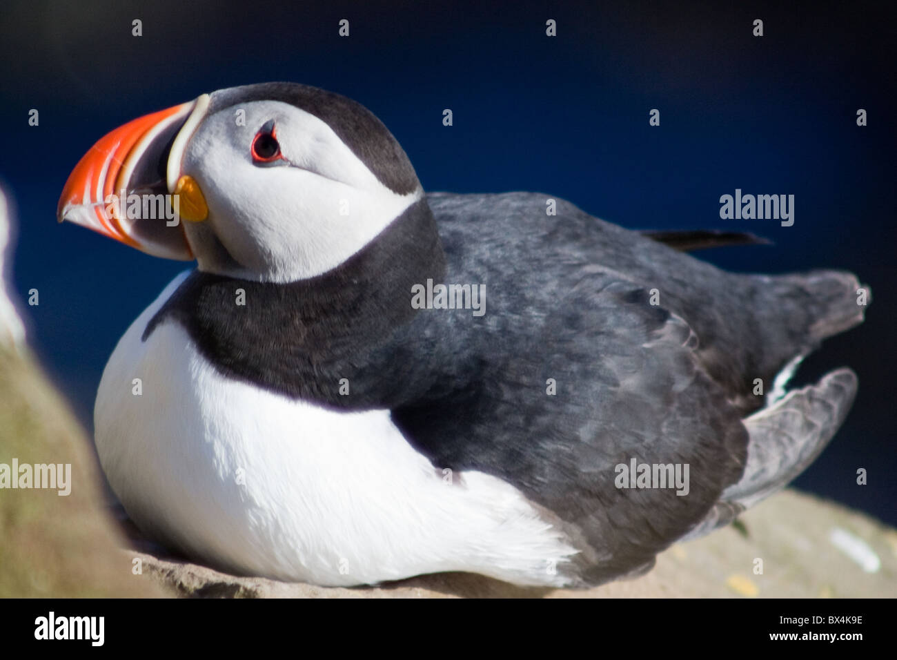 Icelandic puffin closeup Stock Photo - Alamy