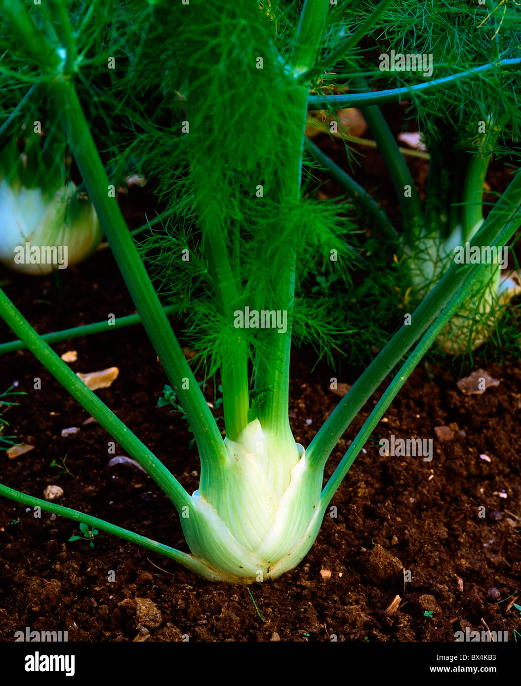 Vegetables, Florence Fennel Stock Photo - Alamy