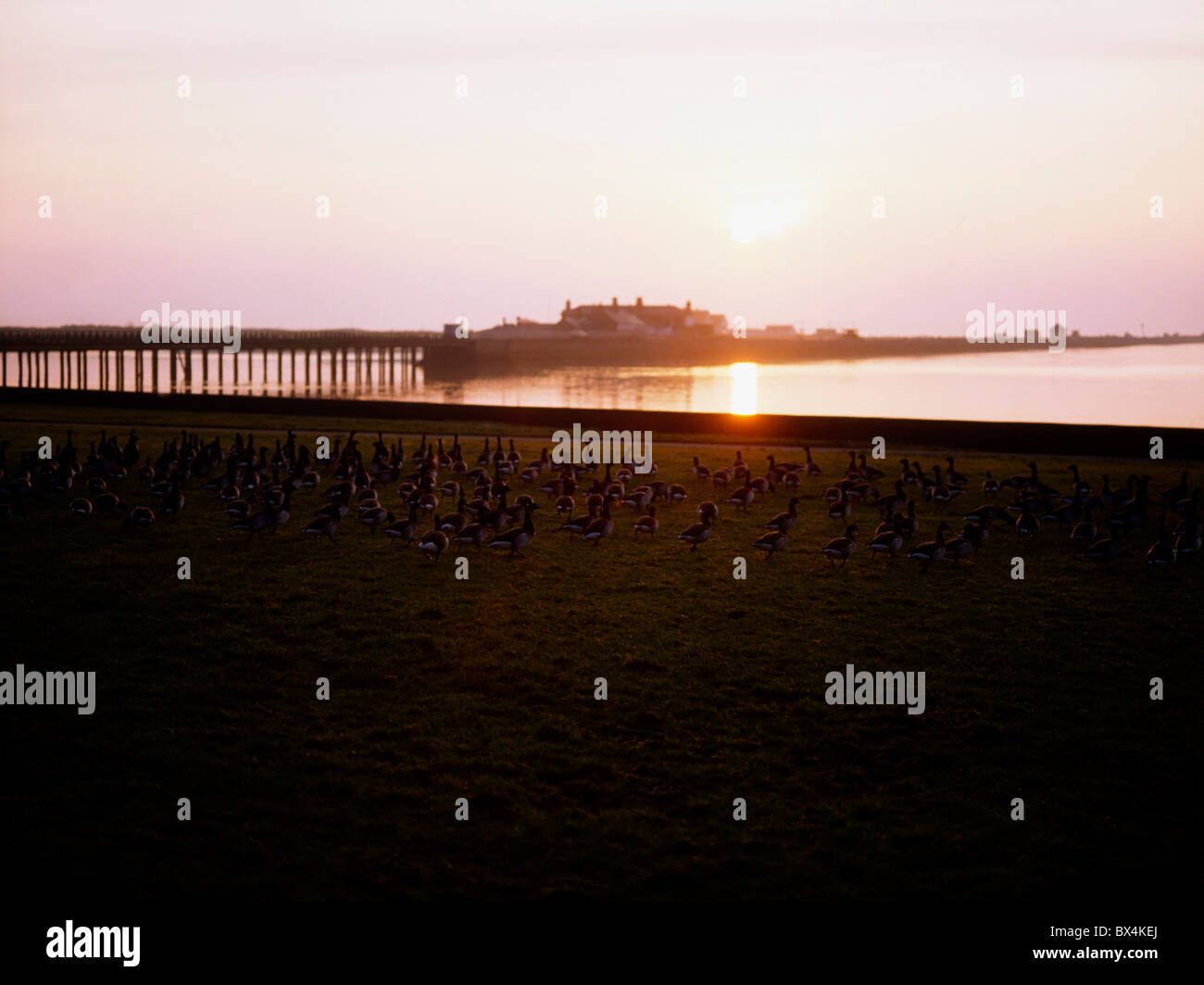 Brent Geese, Bull Island, Dublin, Ireland Stock Photo - Alamy