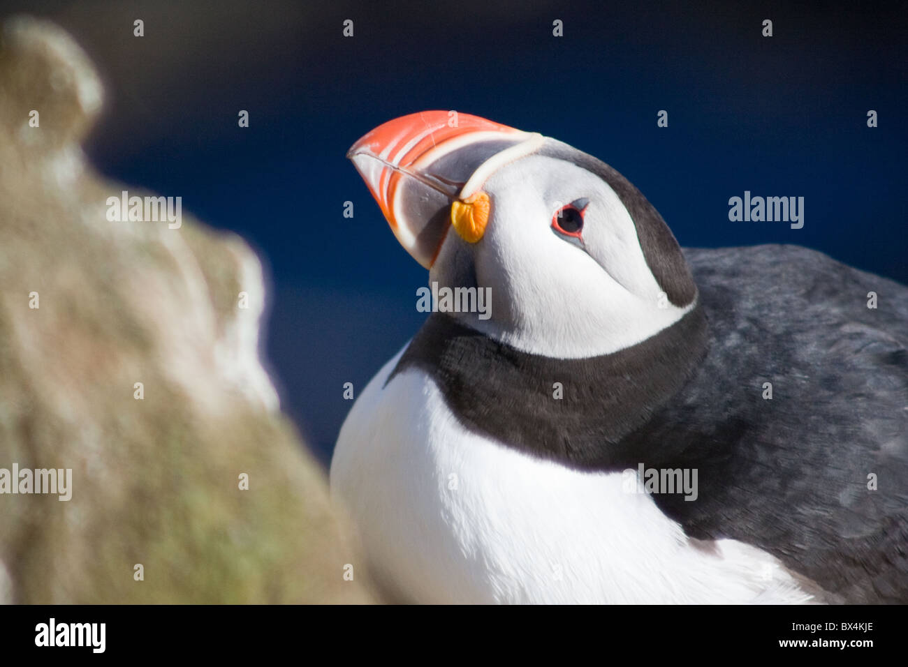 Puffin ice hi-res stock photography and images - Alamy