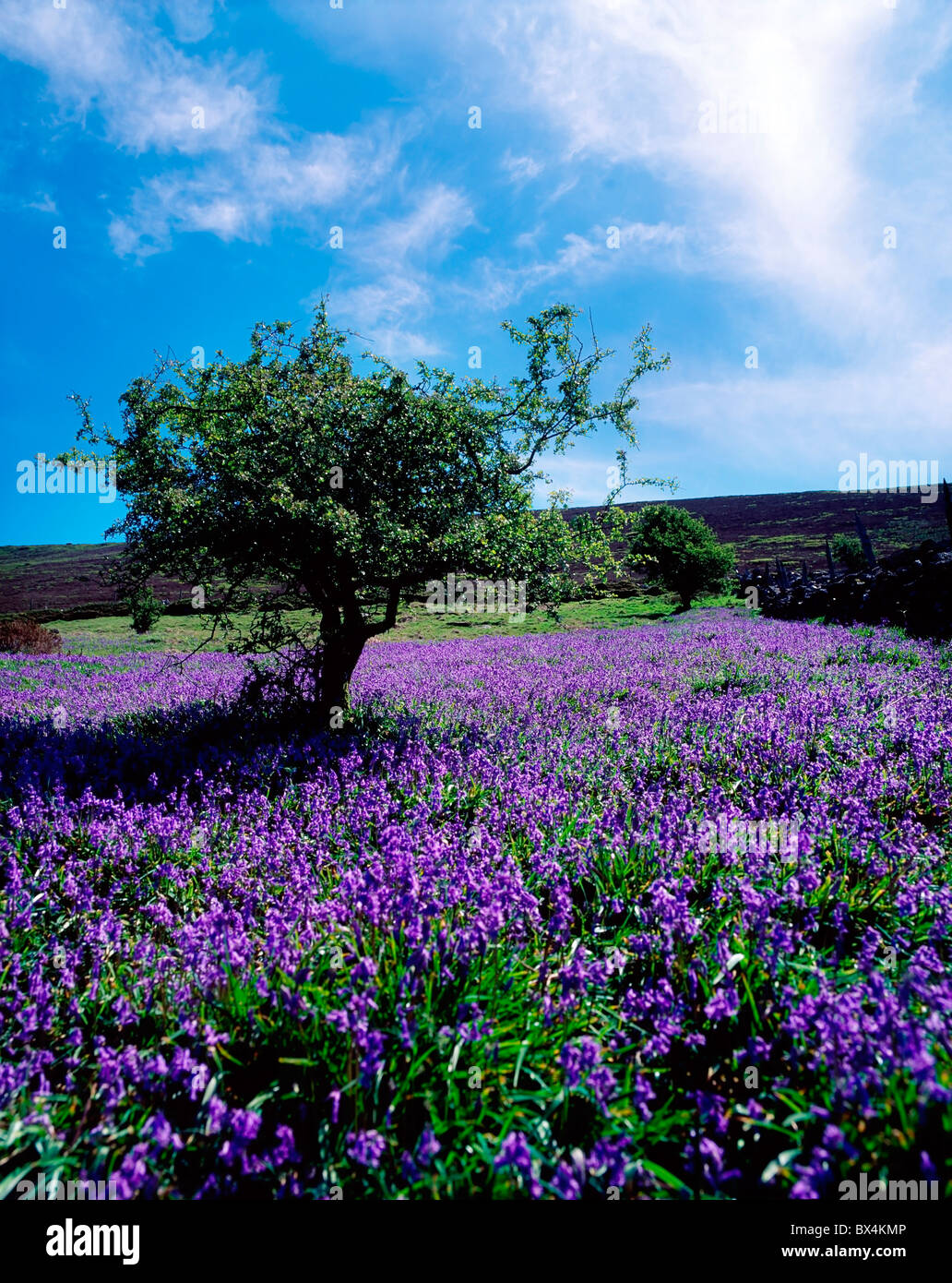 Whitethorn Tree High Resolution Stock Photography and Images - Alamy