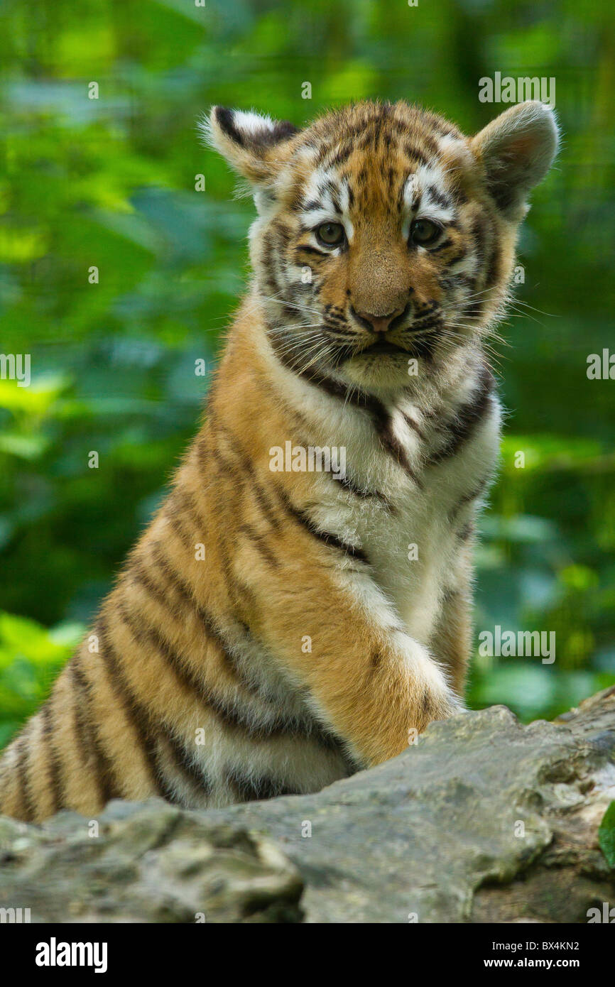 Siberian/Amur Tiger Cub on Log Stock Photo - Alamy