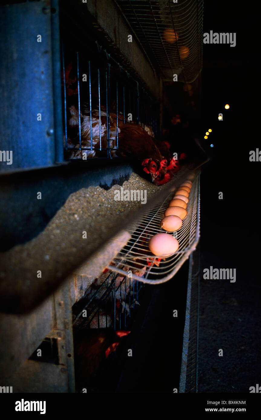 Battery farms hi-res stock photography and images - Alamy