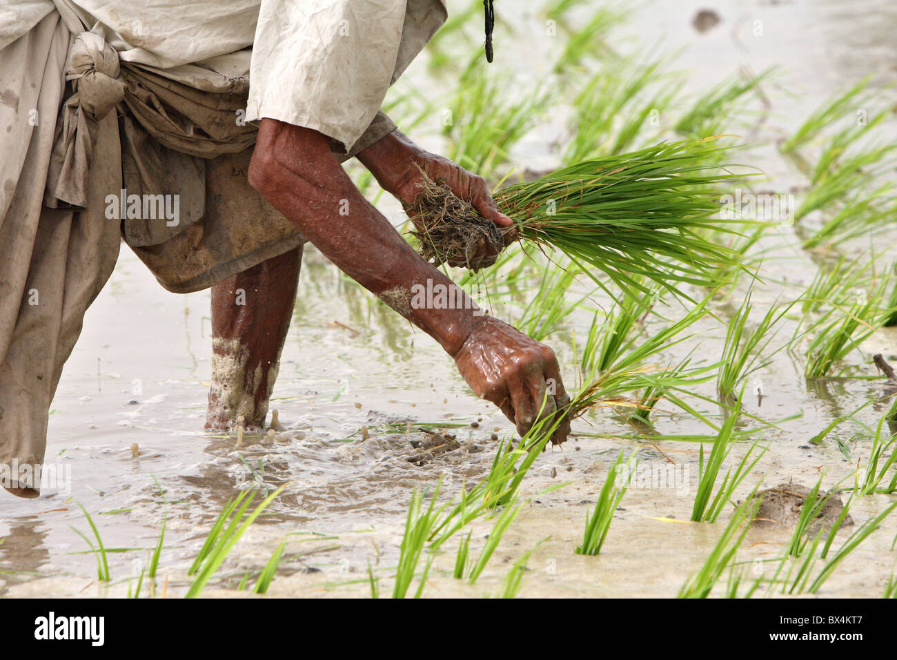 Paddy farmer working in a paddyfield, Larkana, Pakistan Stock Photo - Alamy