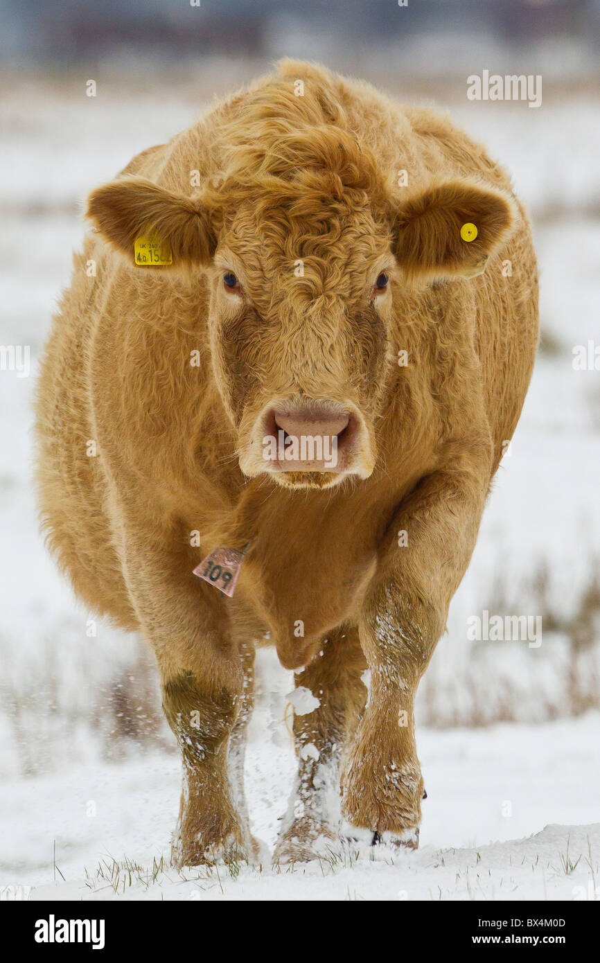 Cattle in Snow on Farmland Stock Photo - Alamy