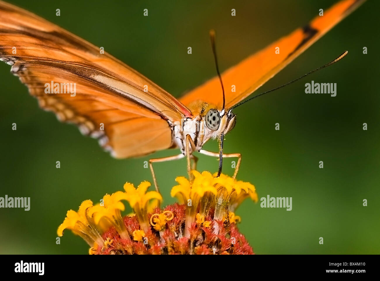 Heliconia butterfly "Dryas julia" from Costa Rica Stock Photo - Alamy