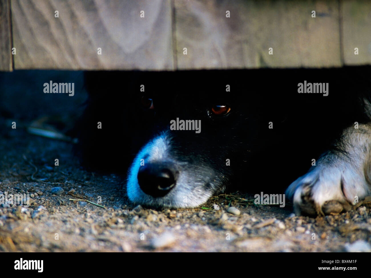 Dog Peeking Under Fence Stock Photo - Alamy
