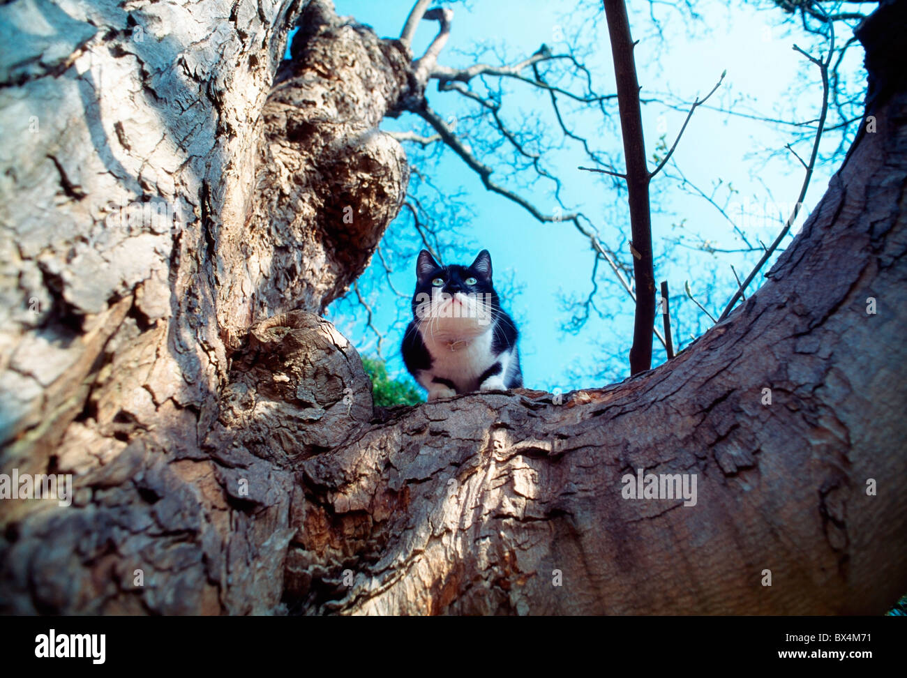 Cats on the tree hi-res stock photography and images - Alamy