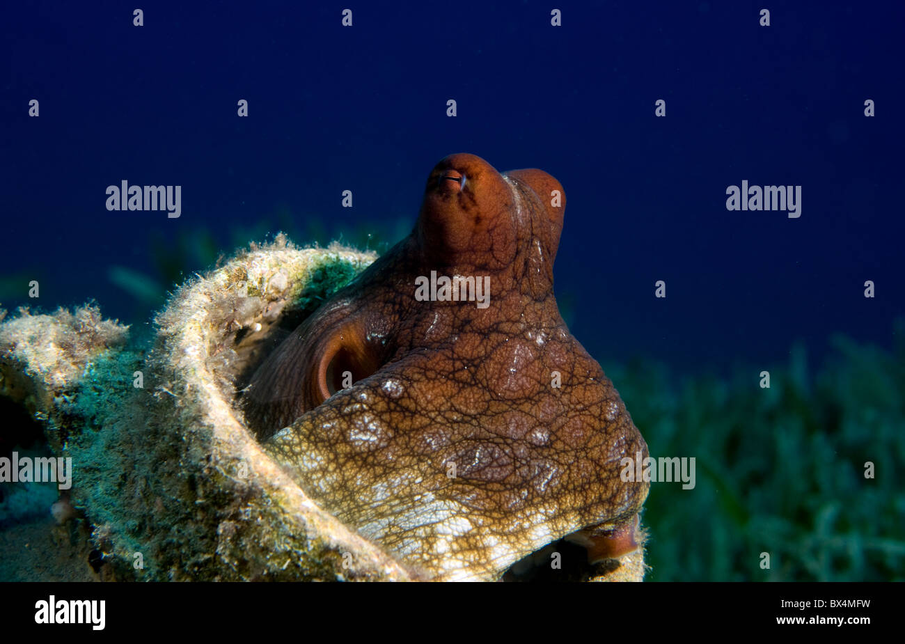 Amphora and underwater hi-res stock photography and images - Alamy
