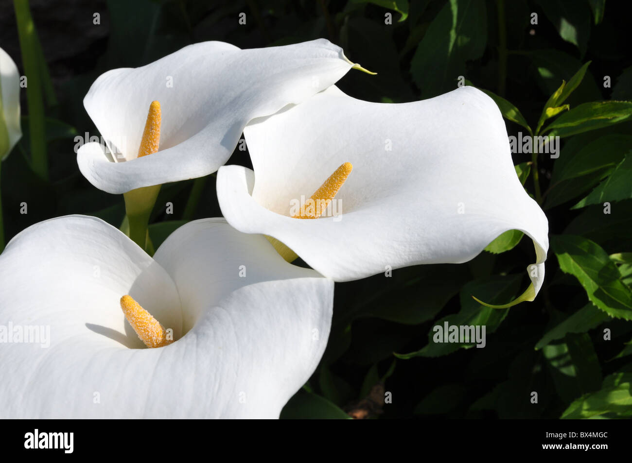 White arum lillies with yellow spadix Stock Photo - Alamy