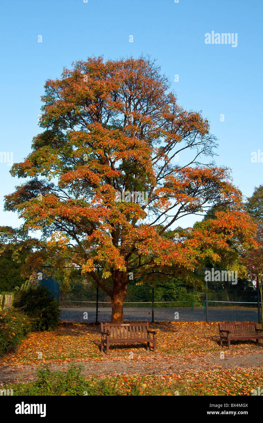 Court foliage hi-res stock photography and images - Alamy