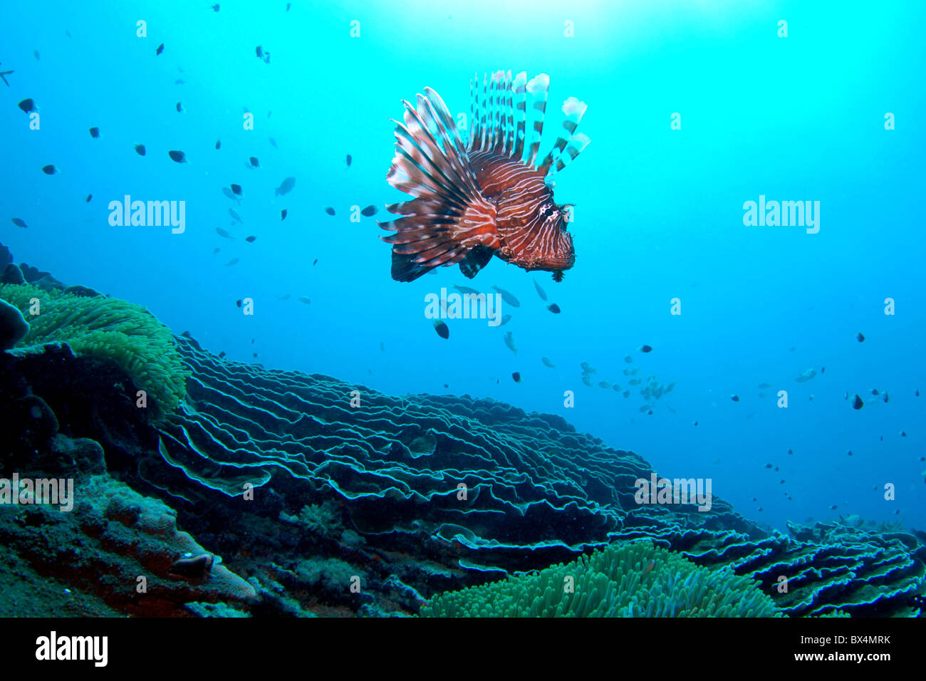 Blue Lionfish Nemos Reef