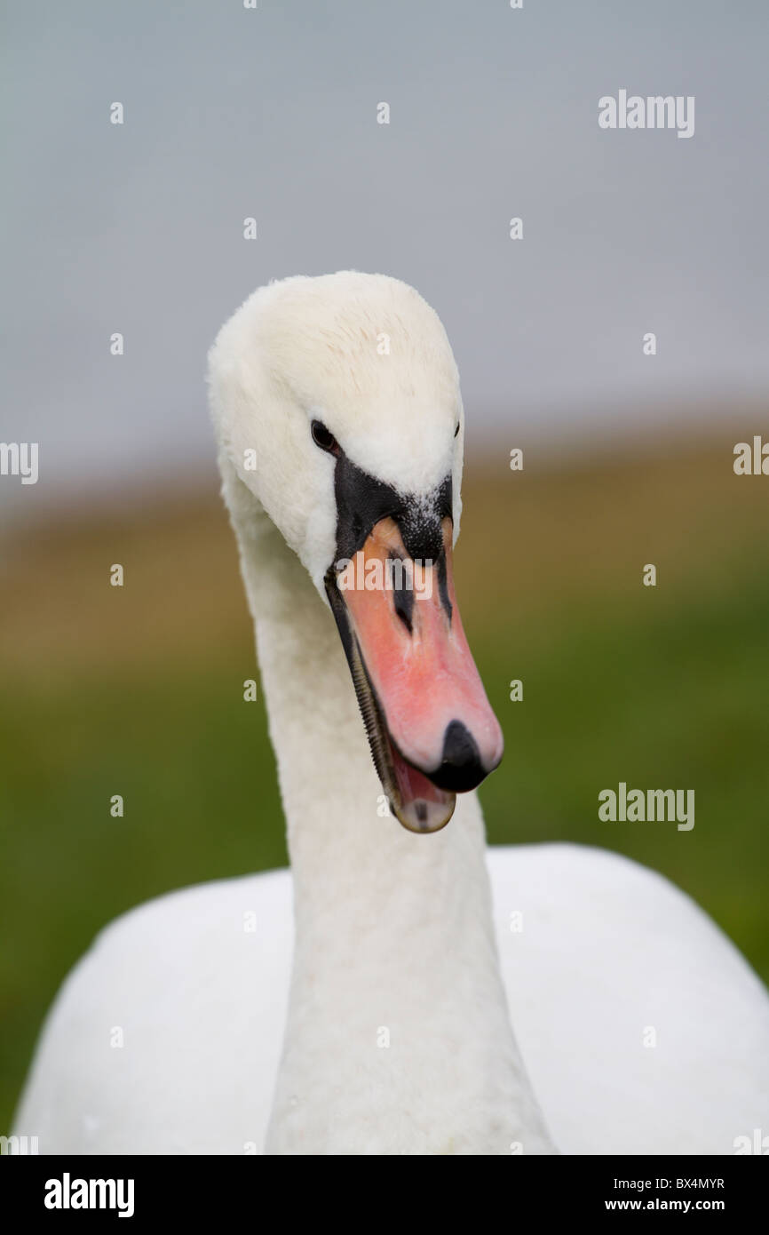 swan look like speak Stock Photo - Alamy