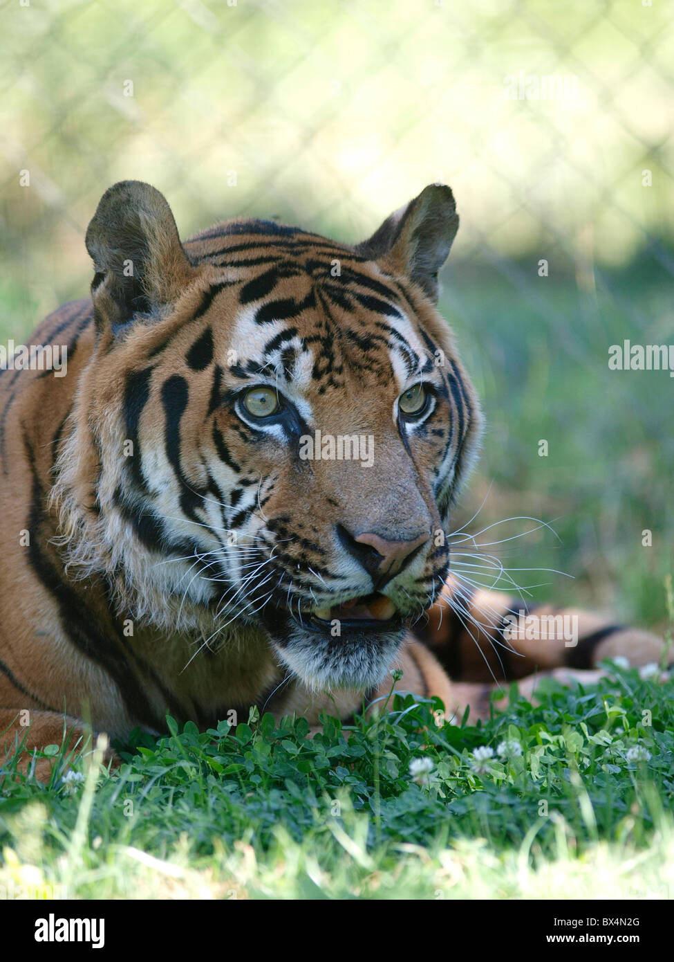 Nice tiger hi-res stock photography and images - Alamy