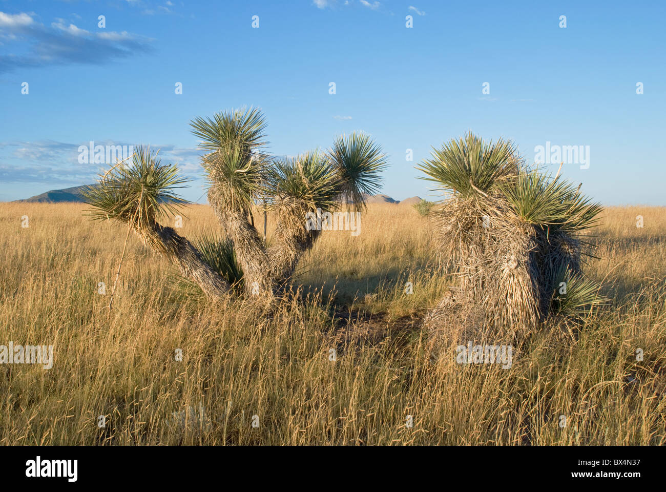 Cactus plants dominate the landscape in southern New Mexico Stock Photo ...
