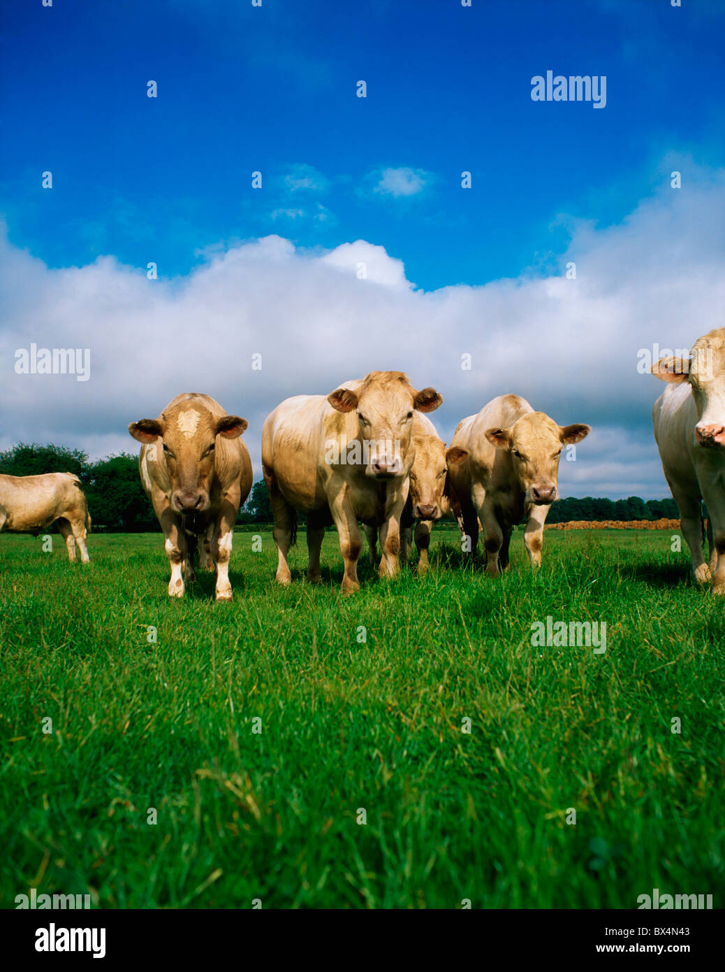 Cattle ireland hi-res stock photography and images - Alamy