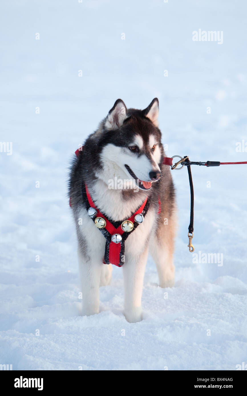 Husky in snow Scotland Stock Photo - Alamy