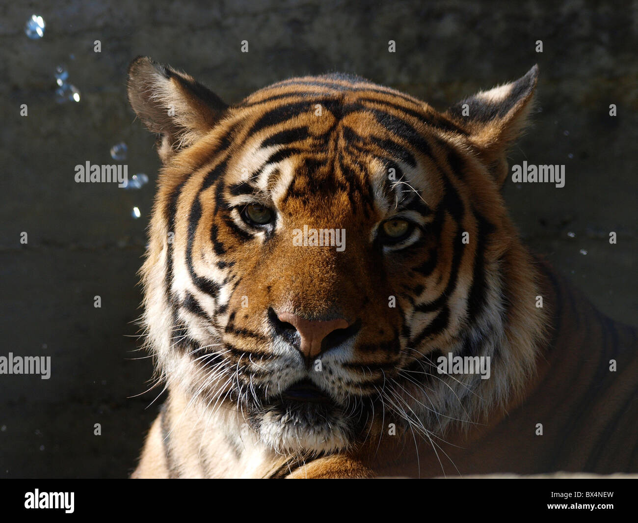 Nice tiger hi-res stock photography and images - Alamy