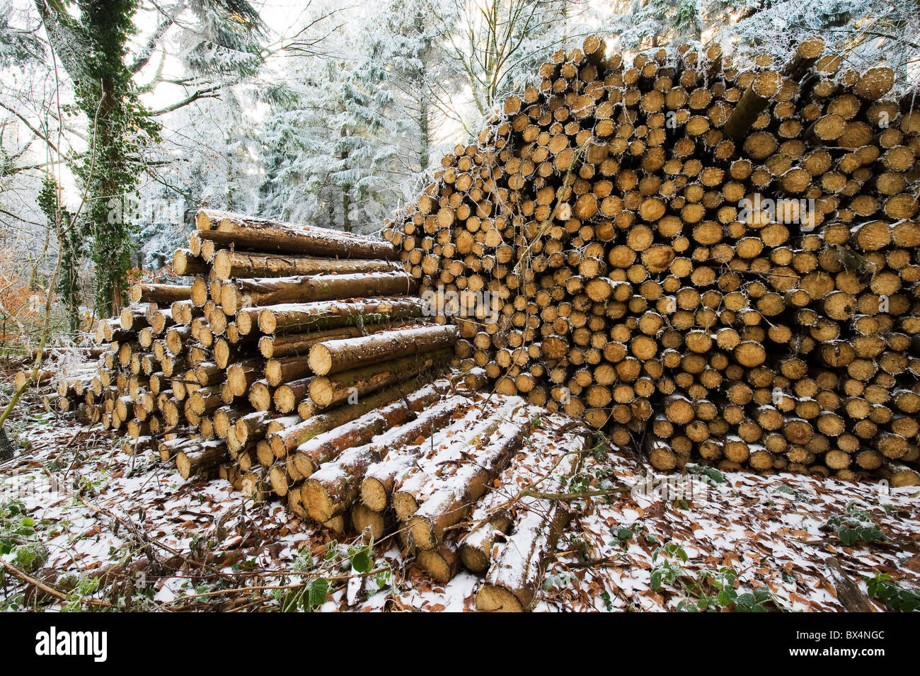 Winter scenes in Somerset, England, UK. Frosty fields and frozen mixed ...