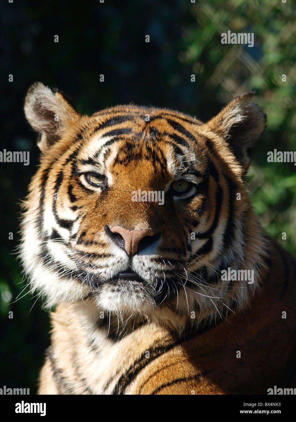 Nice tiger hi-res stock photography and images - Alamy