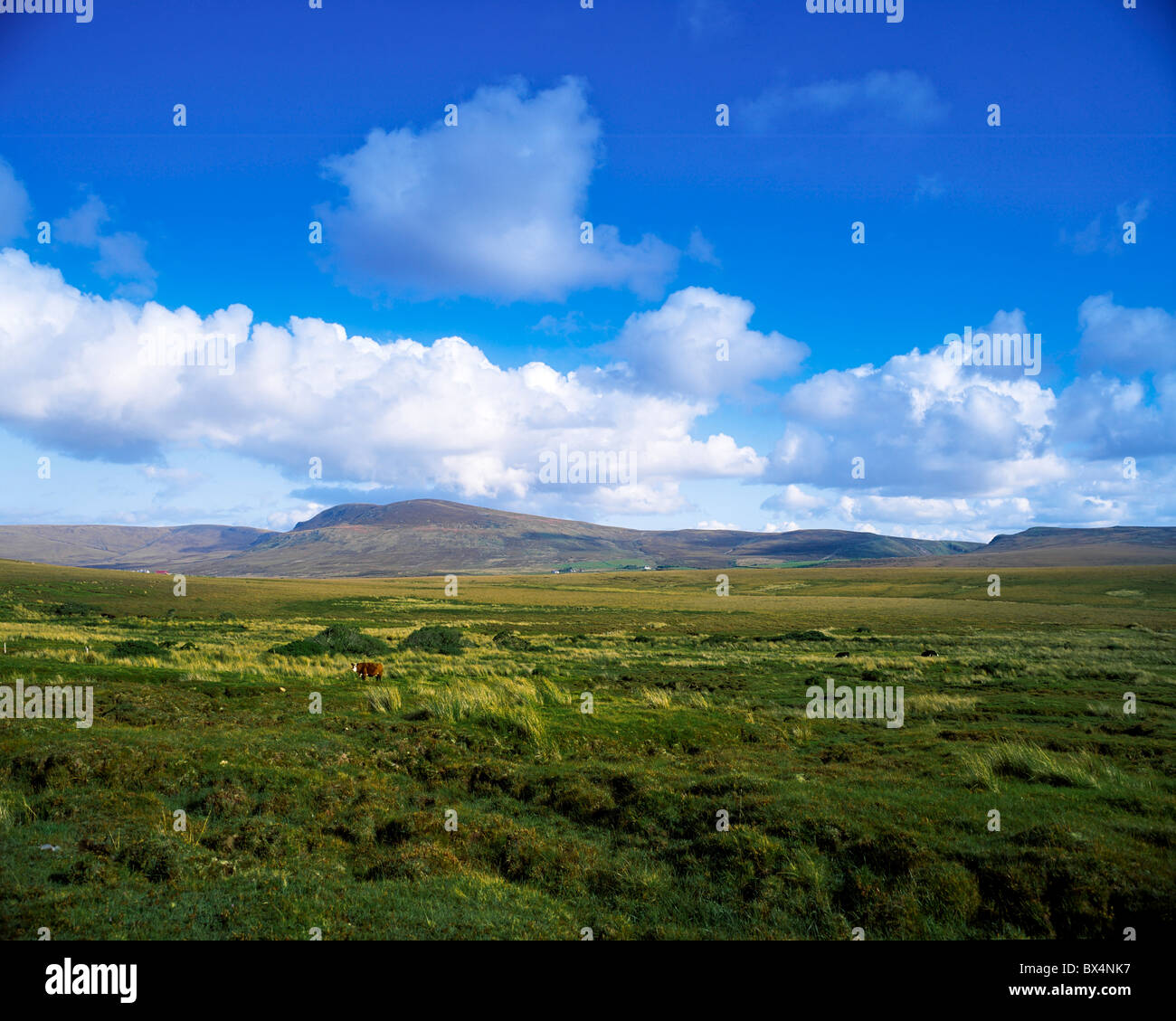 Empty cow paddock hi-res stock photography and images - Alamy