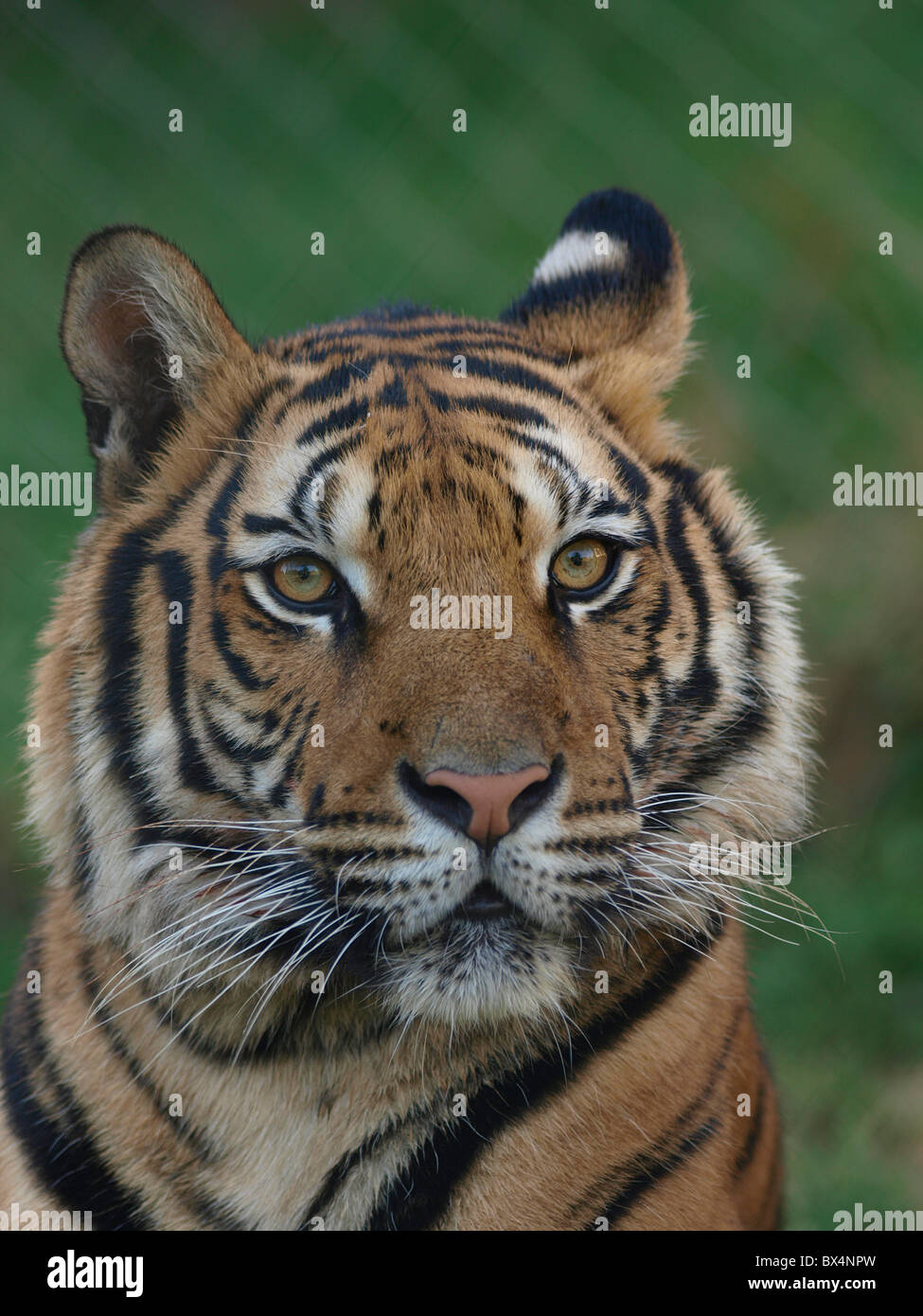 Nice tiger hi-res stock photography and images - Alamy