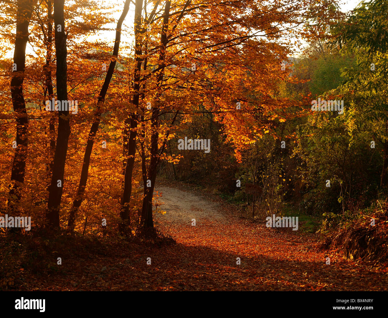 Forest in fall Stock Photo - Alamy