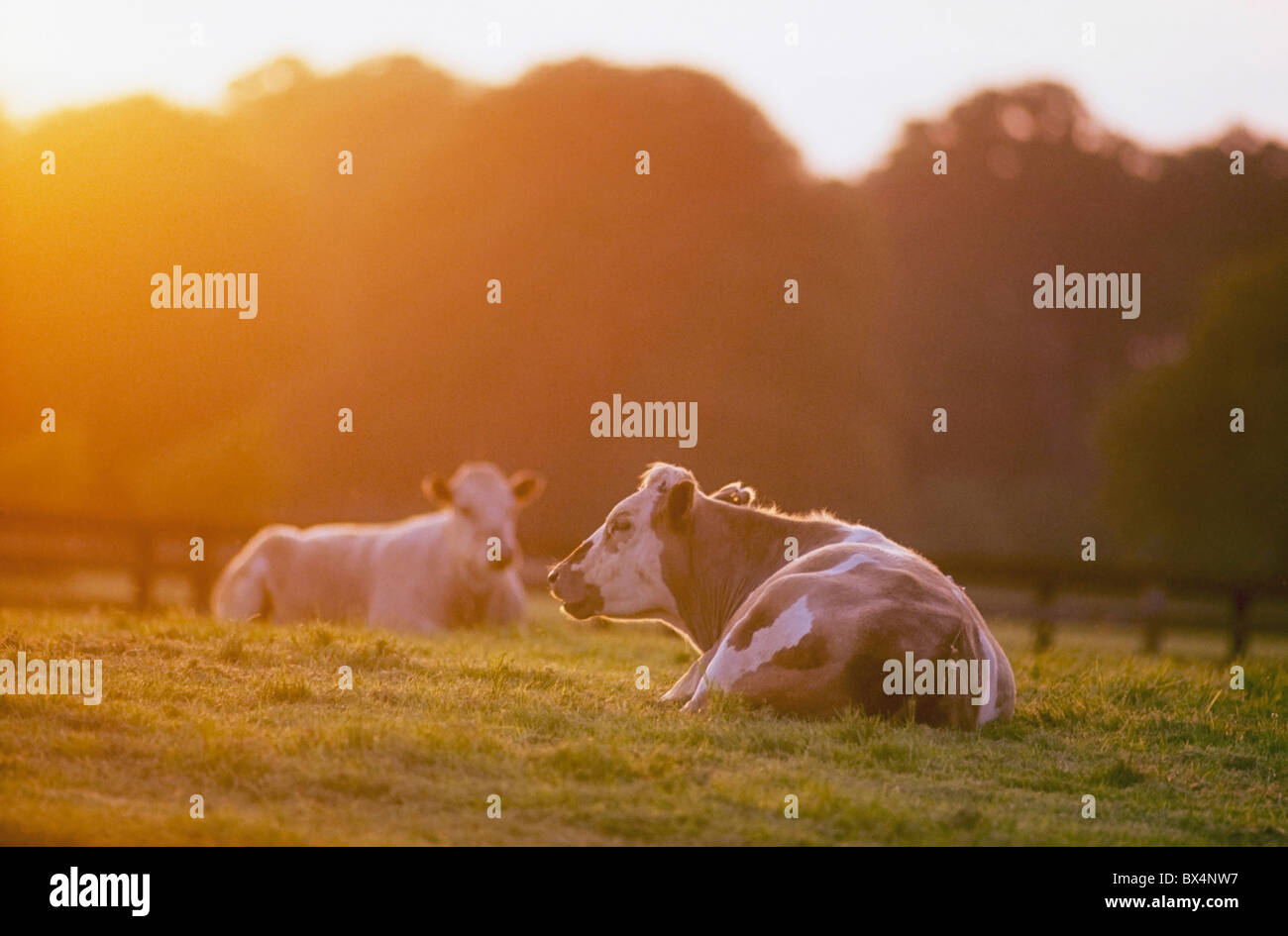 Cattle cows livestock sitting hi-res stock photography and images - Alamy