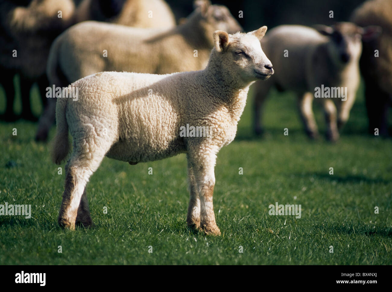 Sheep pics hi-res stock photography and images - Alamy