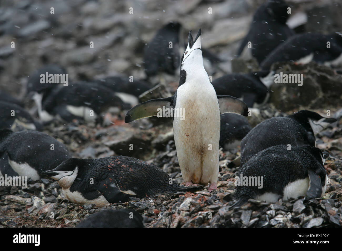 Nesting birds antarctica hi-res stock photography and images - Alamy
