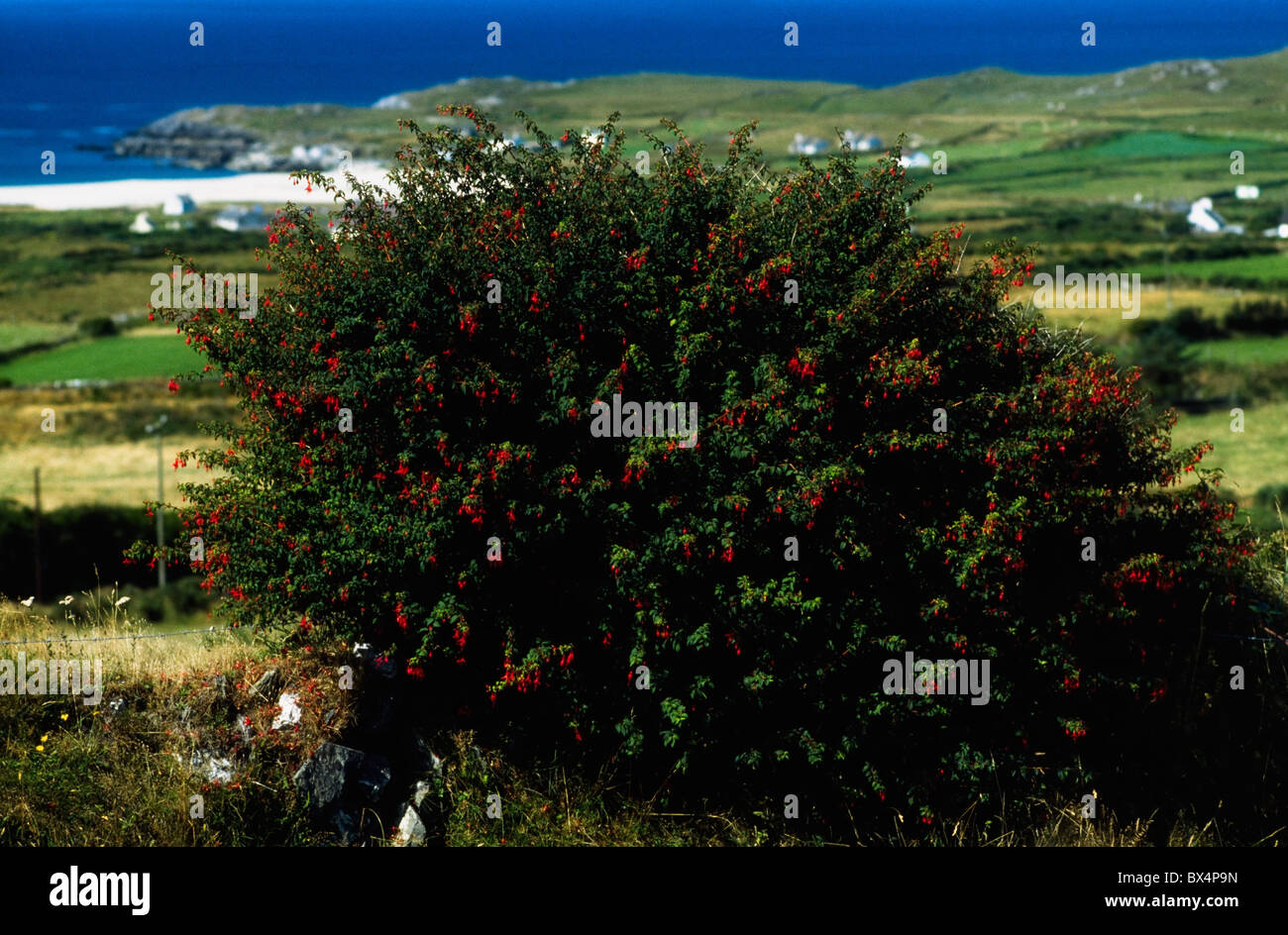 Wildflowers, Fuschia Plant, Near Allihies Co Cork Stock Photo - Alamy