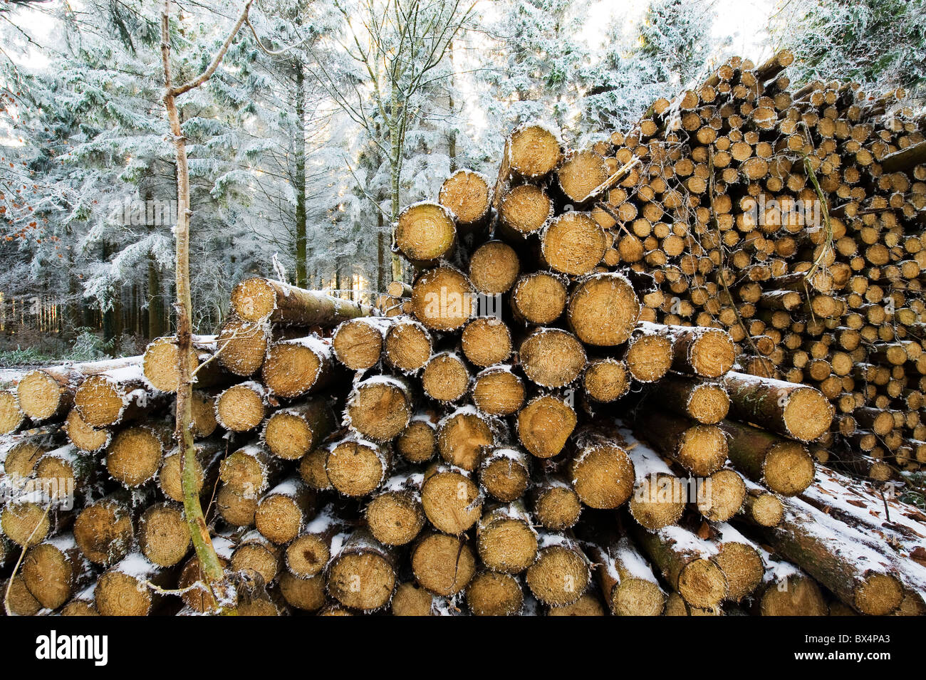 Winter scenes in Somerset, England, UK. Frosty fields and frozen mixed ...