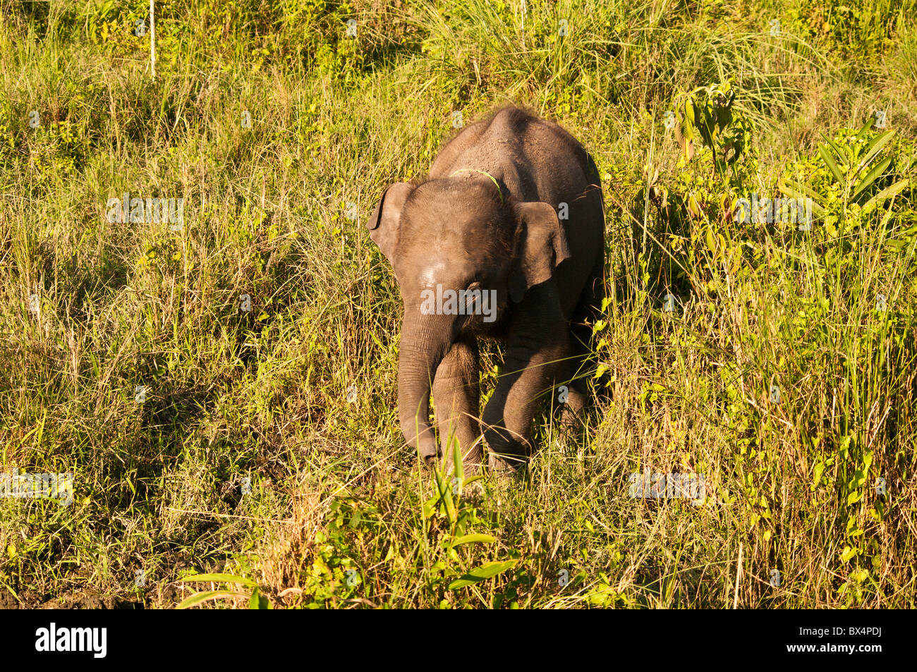 Asian elephant chitwan nepal hi-res stock photography and images - Alamy
