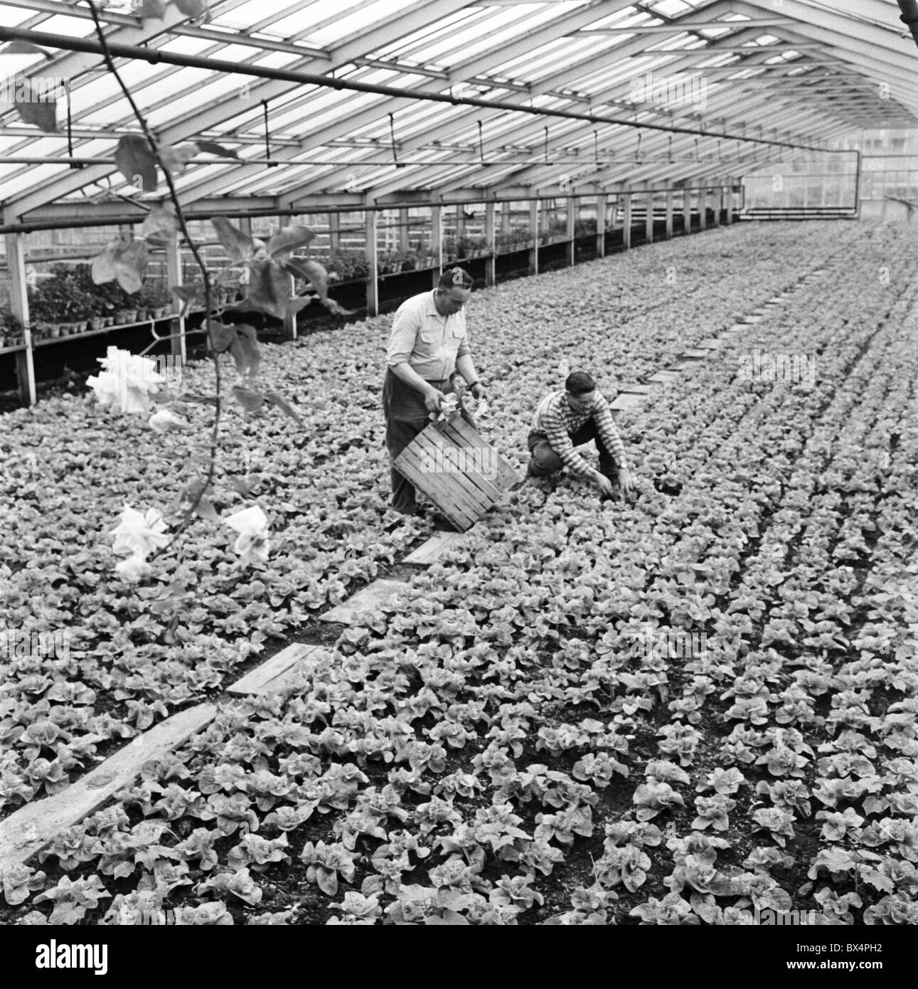 Crop pickers harvest spinach for Agricultural Cooperative in Knezeves ...