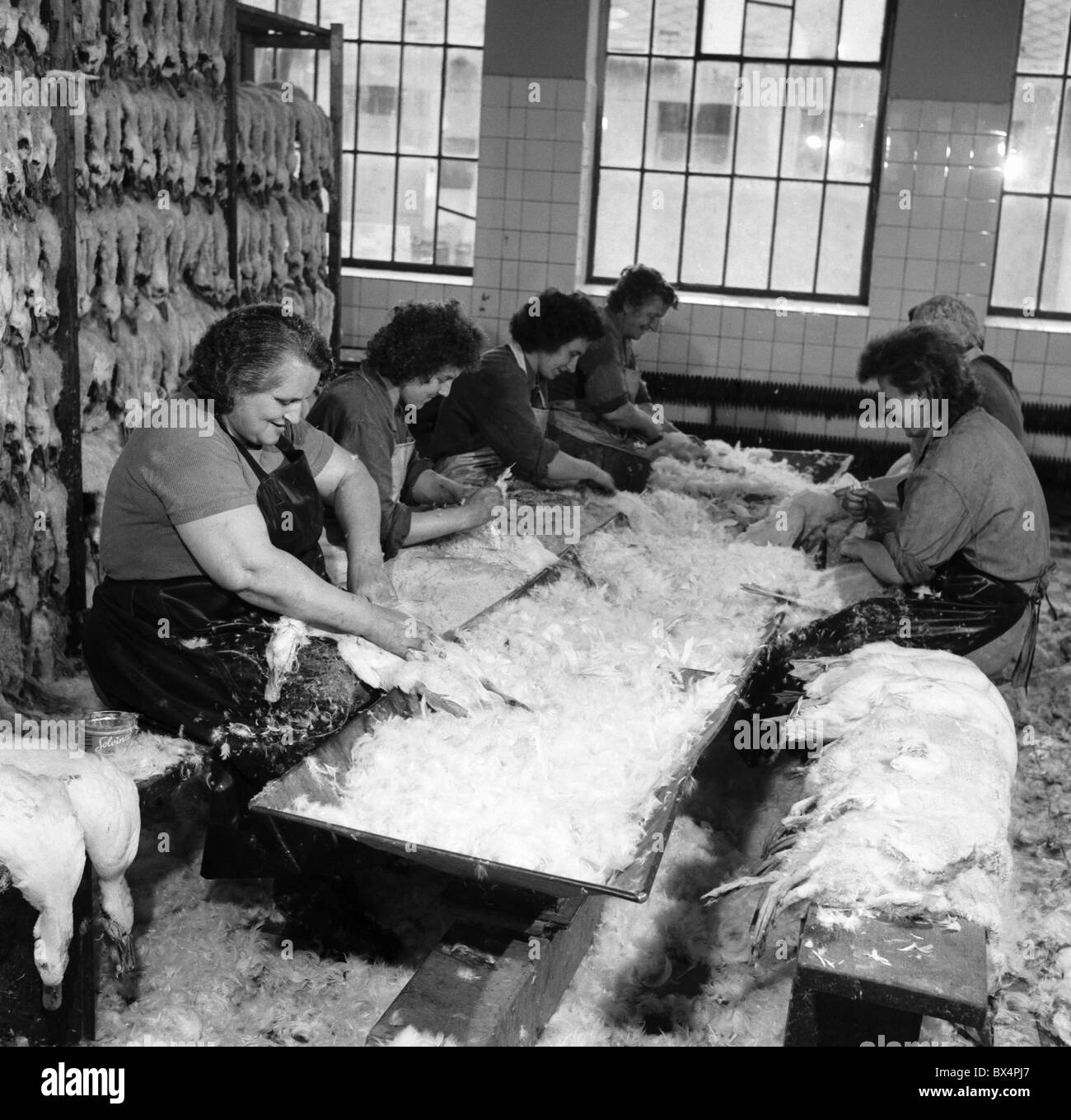 feather plucking, female workers, duck, feathers Stock Photo - Alamy