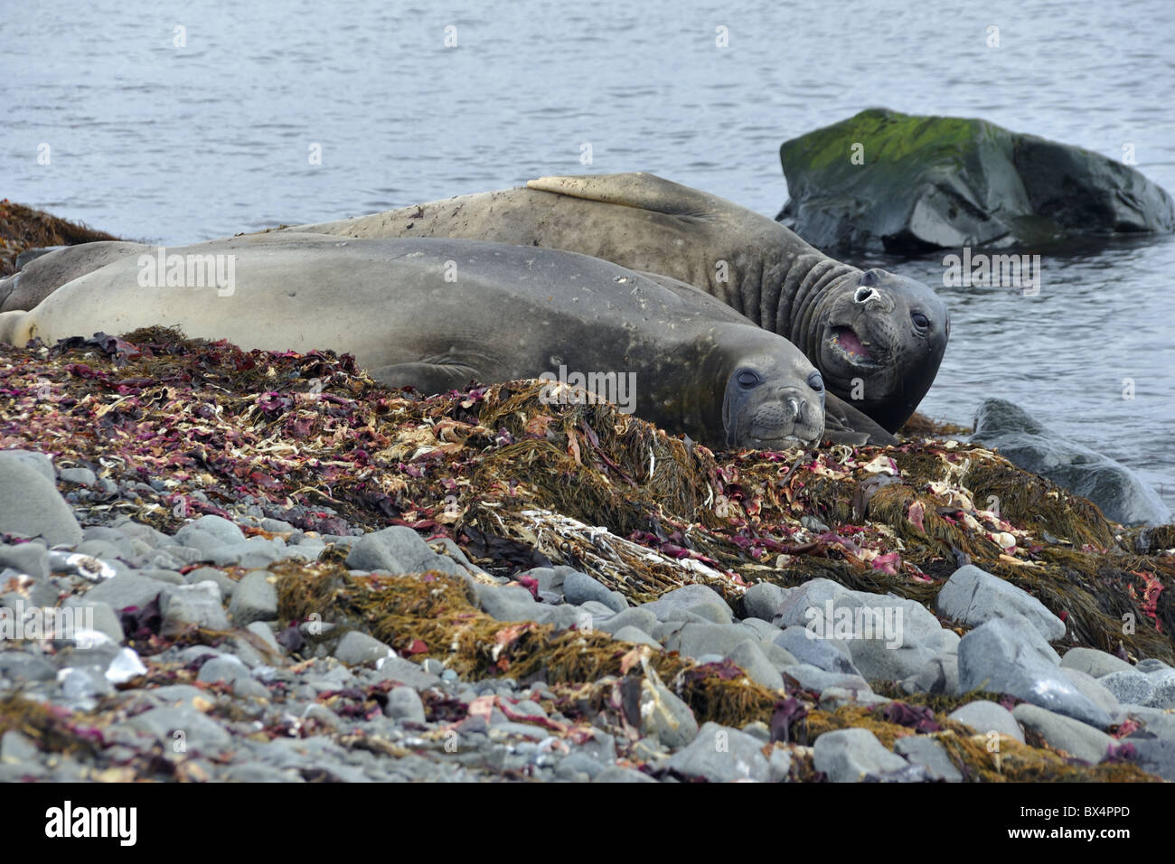 Female Sea Elephants, South Shetlands Stock Photo - Alamy
