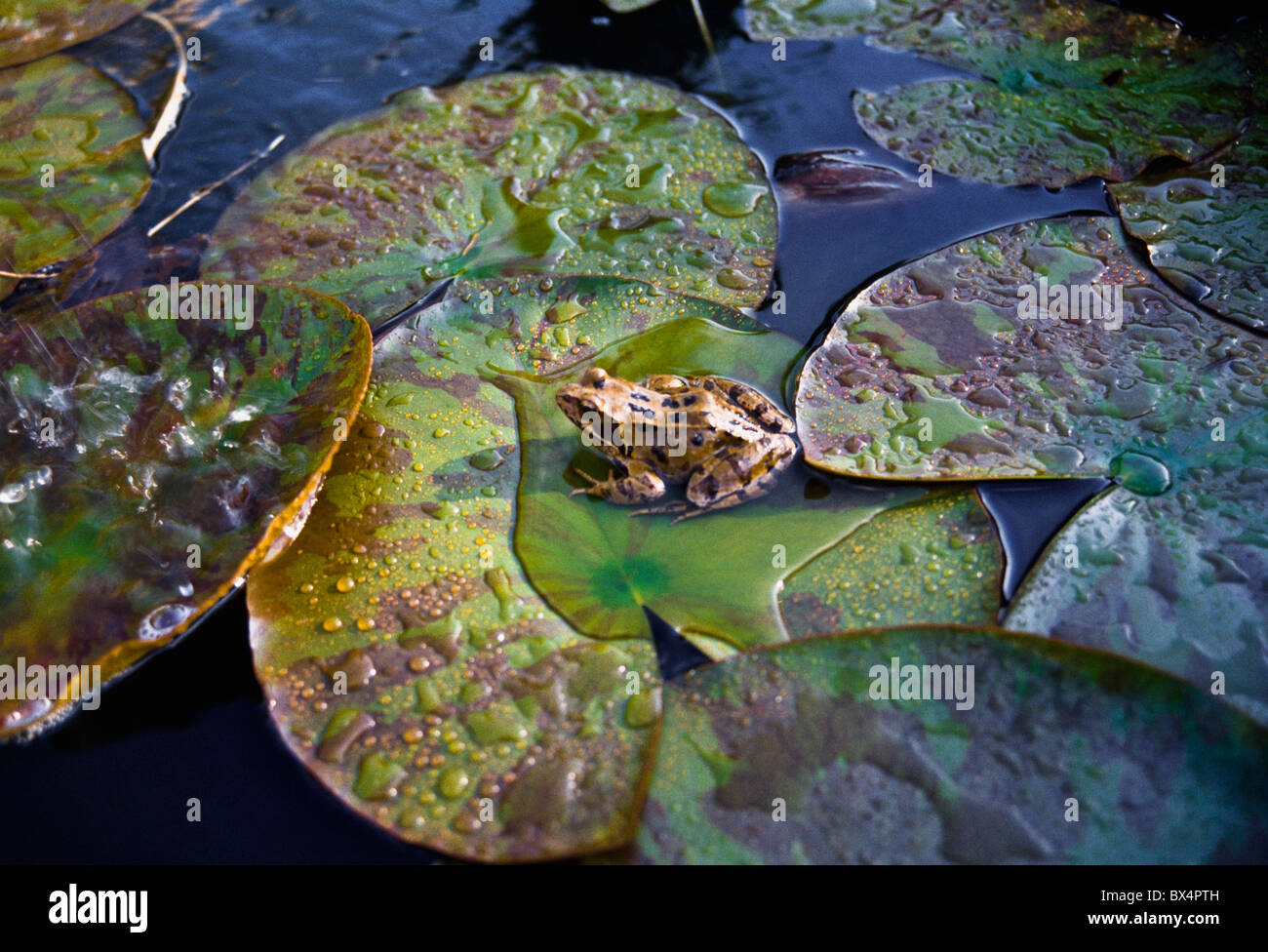 Frog top angle view hi-res stock photography and images - Alamy