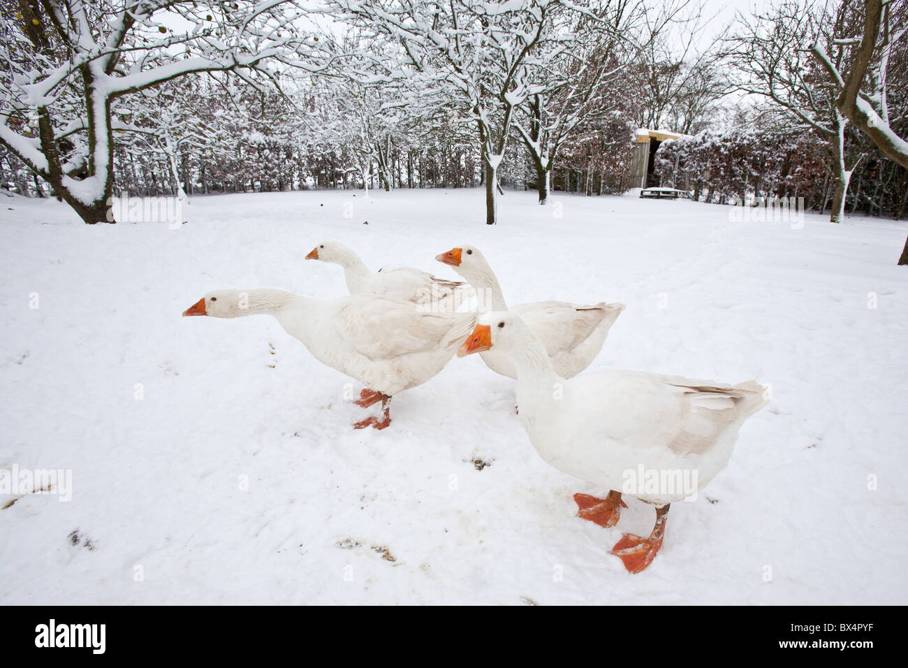 Embden geese in the snow Hampshire England Stock Photo - Alamy