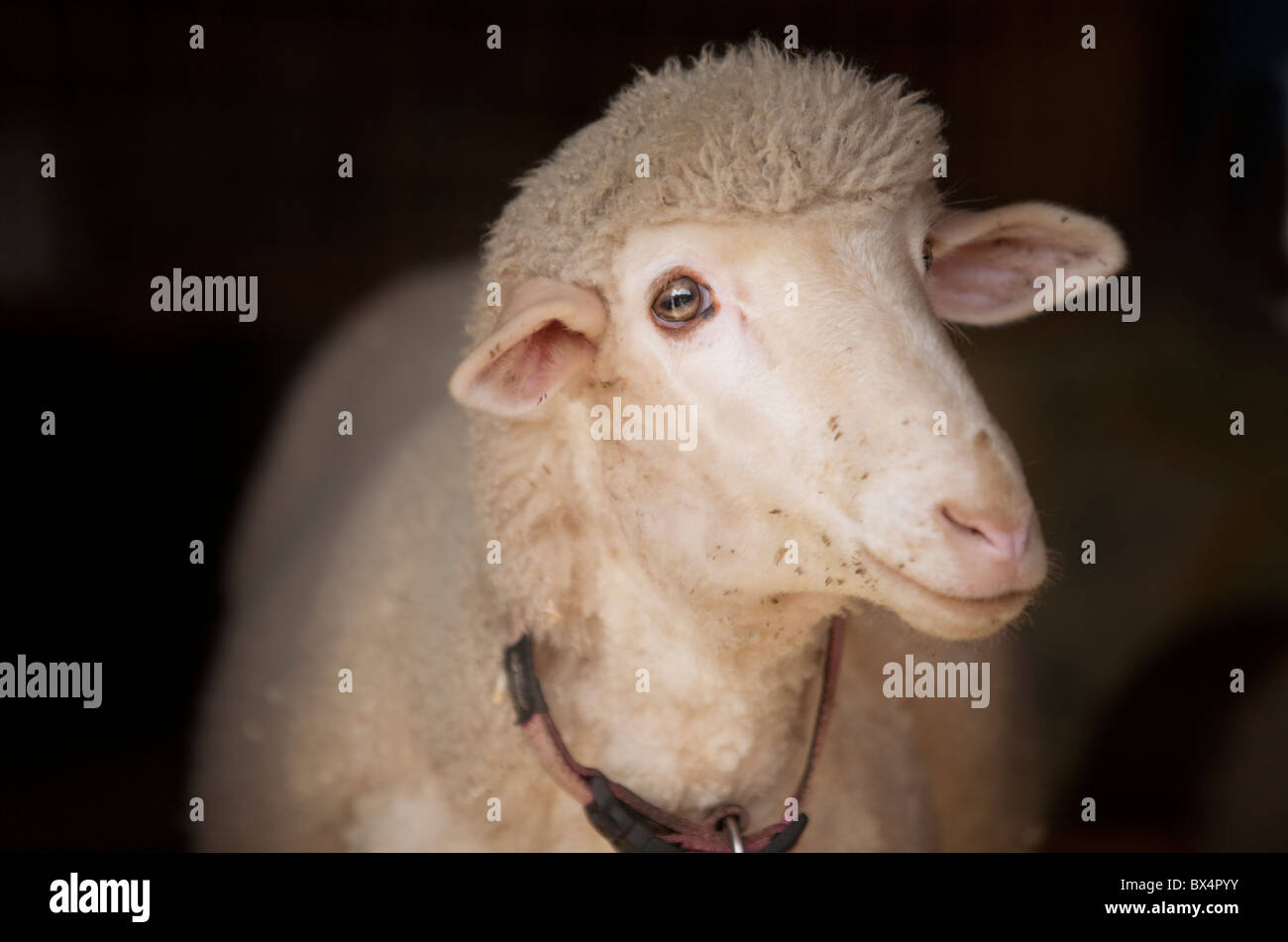 Portrait of a Sheep Stock Photo - Alamy