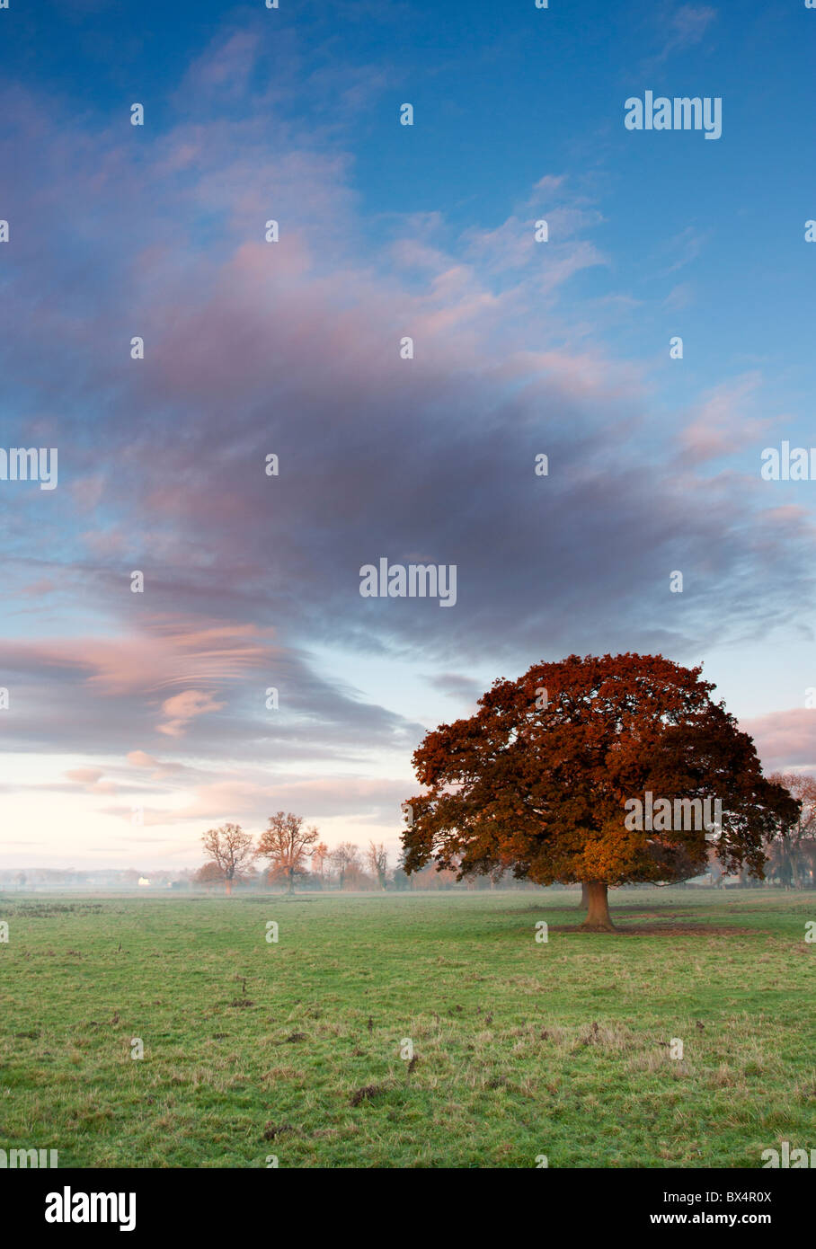Tree & Sunset Stock Photo - Alamy