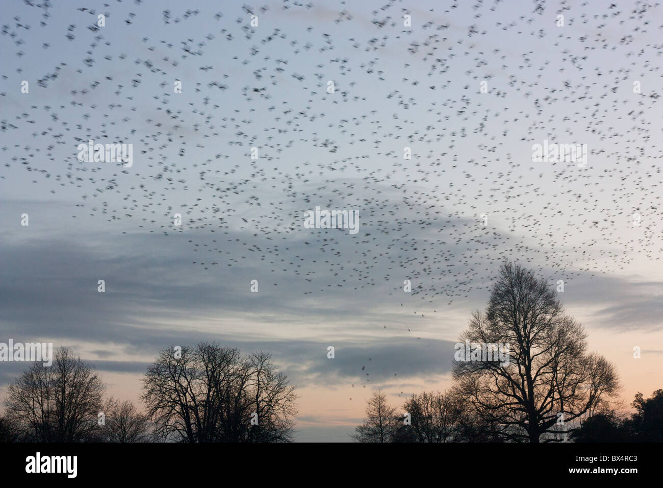Flying roost hi-res stock photography and images - Alamy
