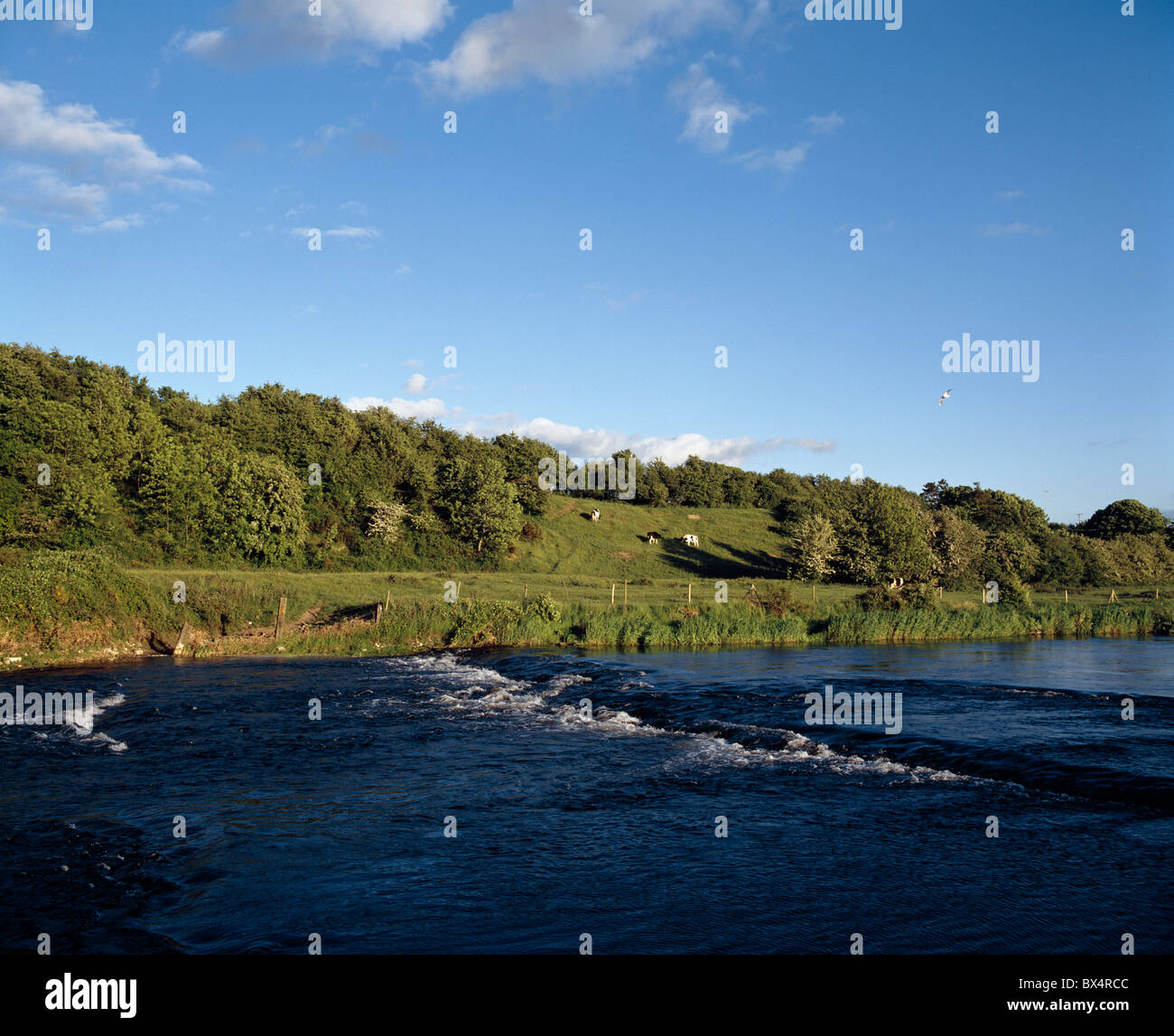 Rivers And Lakes, River Boyne, Near Bective Abbey Stock Photo - Alamy