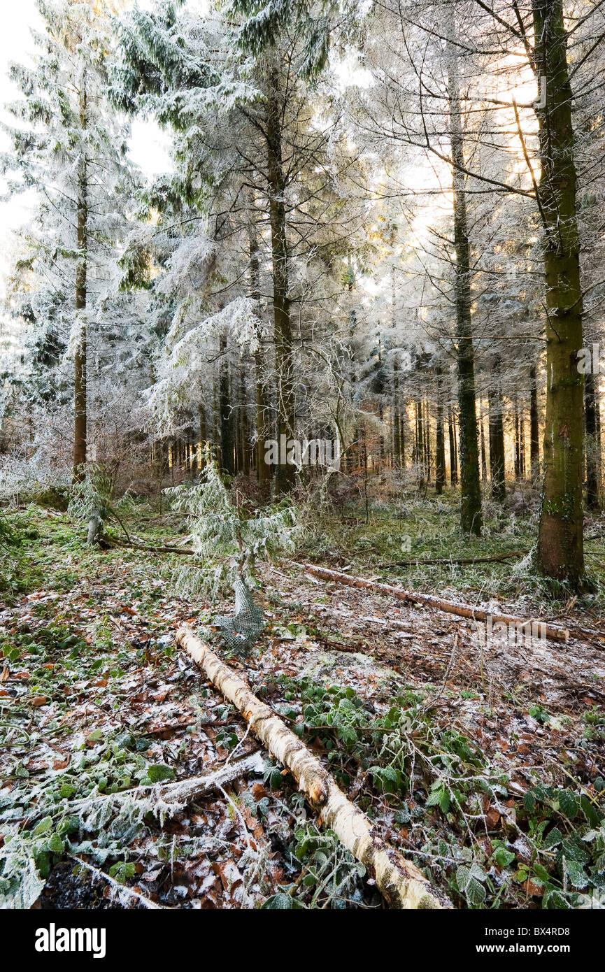Winter scenes in Somerset, England, UK. Frosty fields and frozen mixed ...