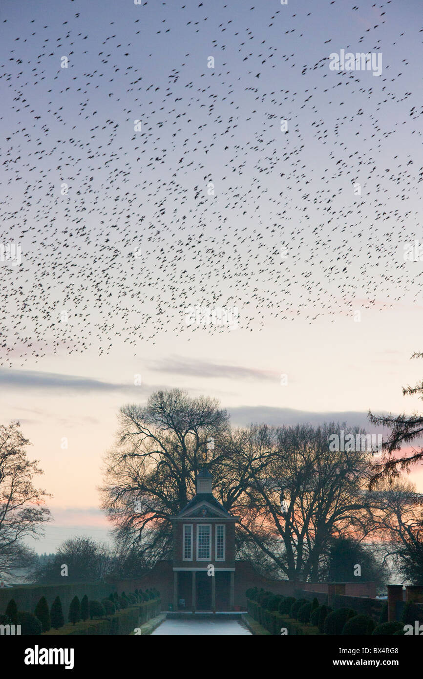 Birds flying into their winter roost hi-res stock photography and ...