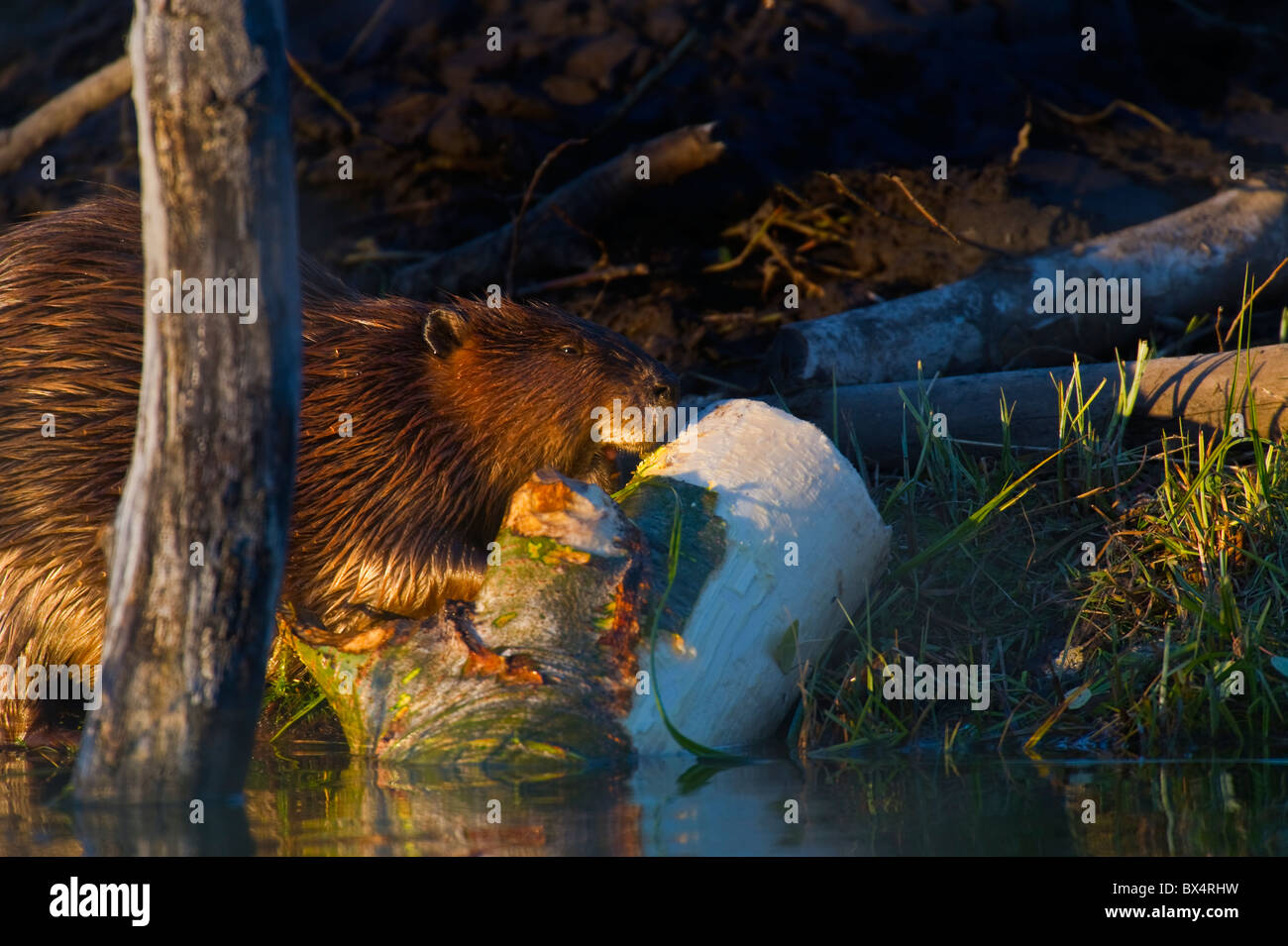 A side view close up of a beaver chewing the bark off an aspen tree ...