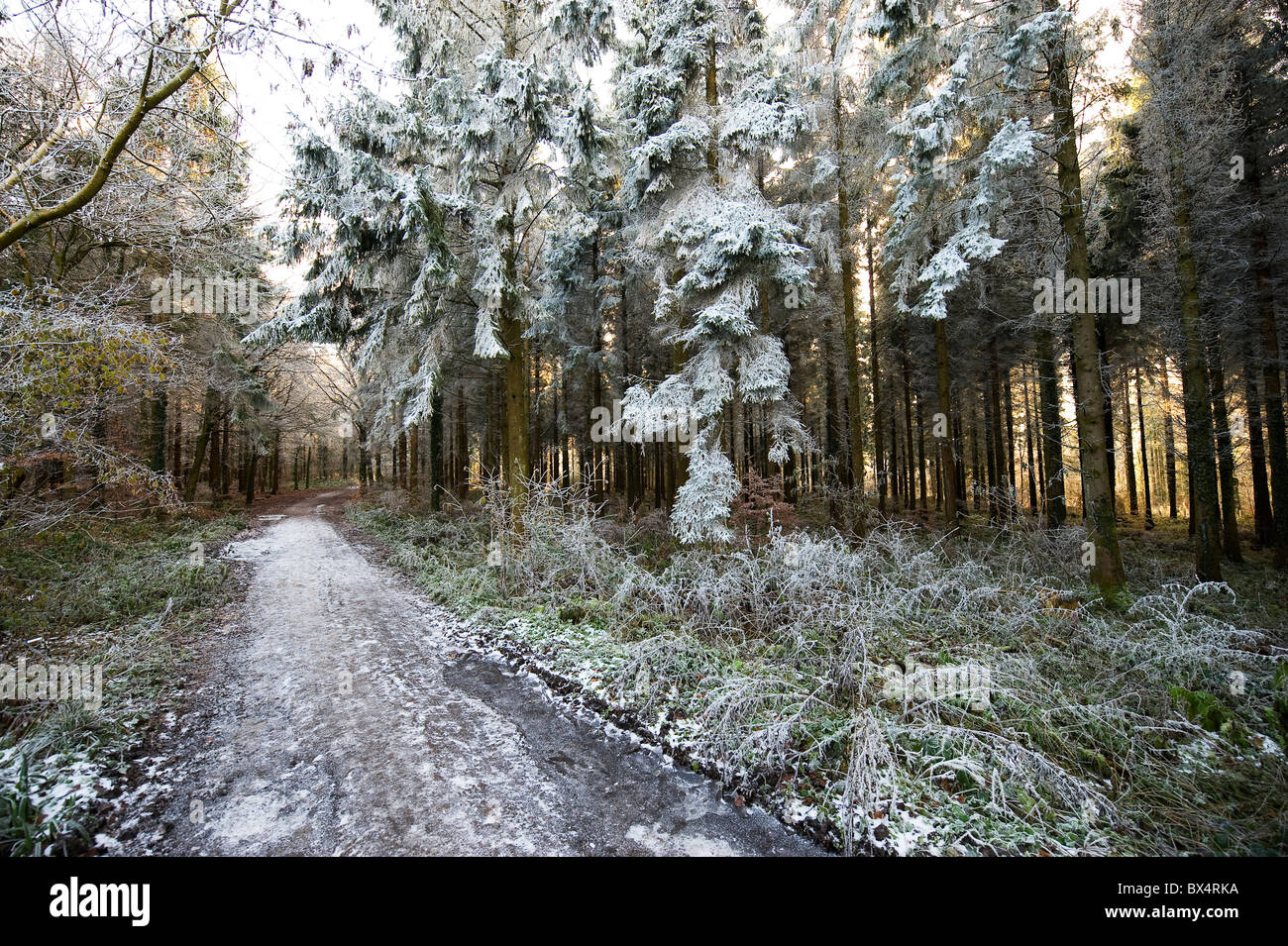 Winter scenes in Somerset, England, UK. Frosty fields and frozen mixed ...