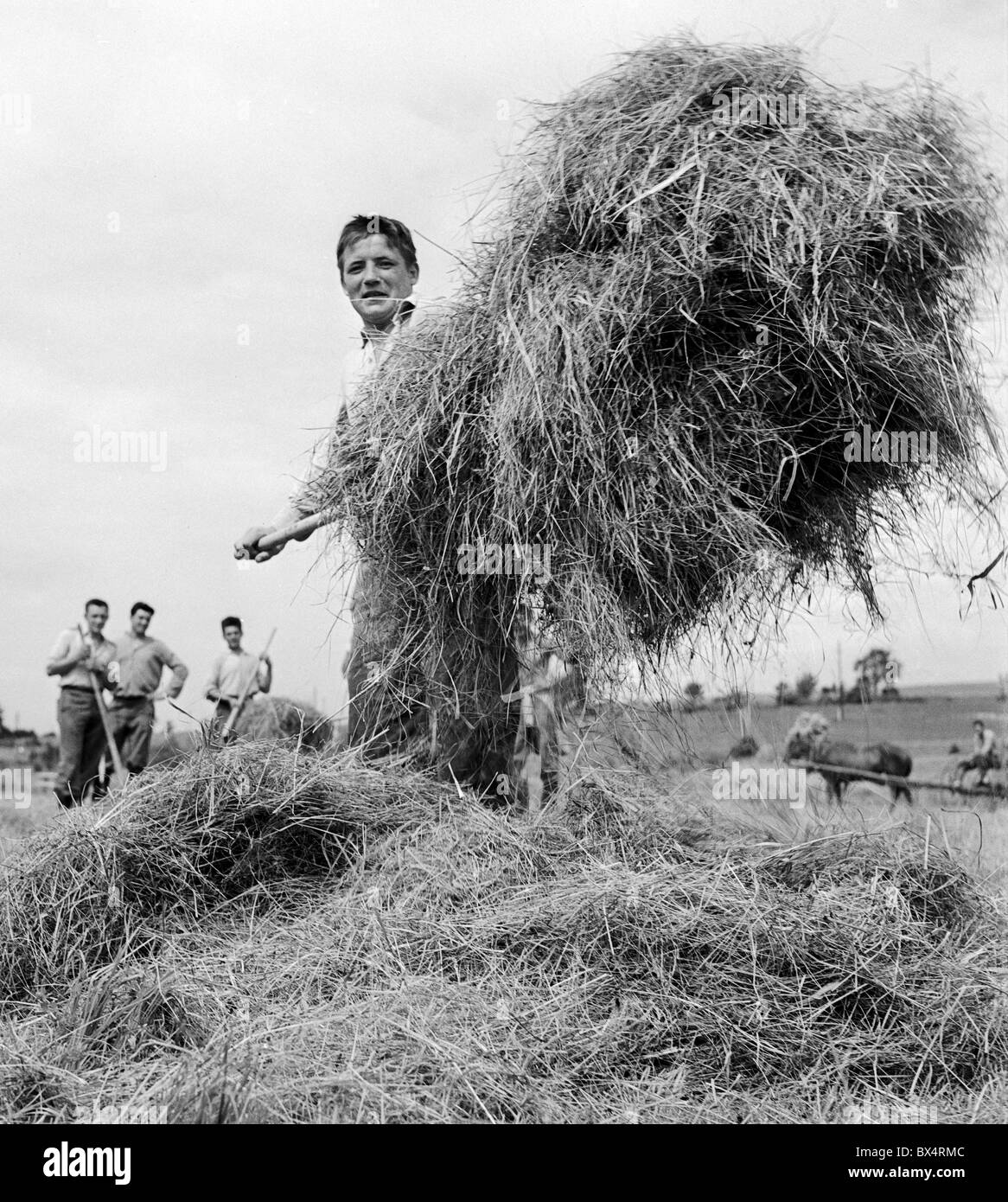 Harvesting Hay By Hand at Kenton Williams blog